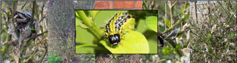 Box Tree Caterpillar Disease